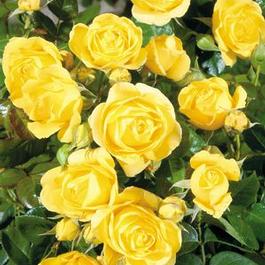 Floribunda Roses from Regan Nursery - Largest Selection of Bare Root ...