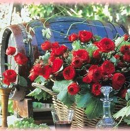 Floribunda Roses from Regan Nursery - Largest Selection of Bare Root ...