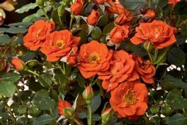 Bare Root Roses - 1,000+ Bare Root Roses Available - Regan Nursery