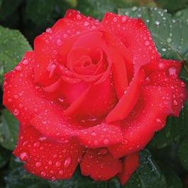 Bare Root Roses - 1,000+ Bare Root Roses Available - Regan Nursery