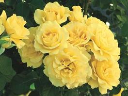 Floribunda Roses from Regan Nursery - Largest Selection of Bare Root ...