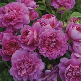 Bare Root Roses - 1,000+ Bare Root Roses Available - Regan Nursery