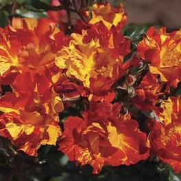 Floribunda Roses from Regan Nursery - Largest Selection of Bare Root ...