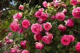 Bare Root Roses - 1,000+ Bare Root Roses Available - Regan Nursery