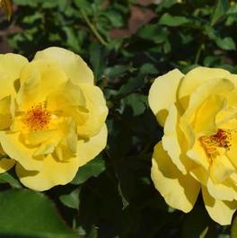 Bare Root Roses - 1,000+ Bare Root Roses Available - Regan Nursery