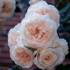 Bare Root Roses - 1,000+ Bare Root Roses Available - Regan Nursery