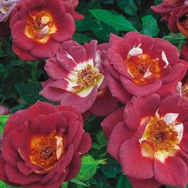 Bare Root Roses - 1,000+ Bare Root Roses Available - Regan Nursery