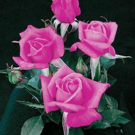 Miniature Roses from Regan Nursery - Largest Selection of Bare Root ...