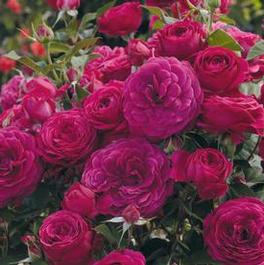 Bare Root Roses - 1,000+ Bare Root Roses Available - Regan Nursery