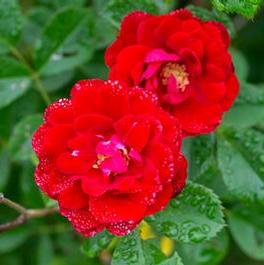 Bare Root Roses - 1,000+ Bare Root Roses Available - Regan Nursery