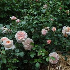 Bare Root Roses - 1,000+ Bare Root Roses Available - Regan Nursery