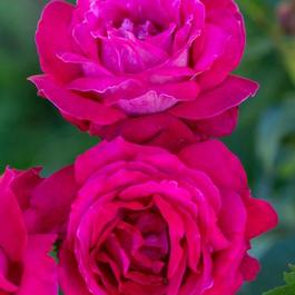 Bare Root Roses - 1,000+ Bare Root Roses Available - Regan Nursery