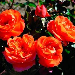 Bare Root Roses - 1,000+ Bare Root Roses Available - Regan Nursery