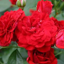 Bare Root Roses - 1,000+ Bare Root Roses Available - Regan Nursery