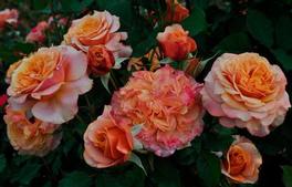 Bare Root Roses - 1,000+ Bare Root Roses Available - Regan Nursery