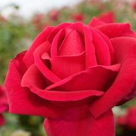 Bare Root Roses - 1,000+ Bare Root Roses Available - Regan Nursery
