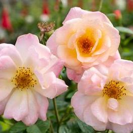 Bare Root Roses - 1,000+ Bare Root Roses Available - Regan Nursery