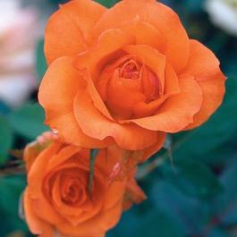 Floribunda Roses from Regan Nursery - Largest Selection of Bare Root ...