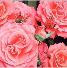 Bare Root Roses - 1,000+ Bare Root Roses Available - Regan Nursery