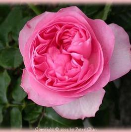Floribunda Roses from Regan Nursery - Largest Selection of Bare Root ...