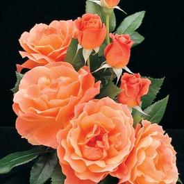 Bare Root Roses - 1,000+ Bare Root Roses Available - Regan Nursery