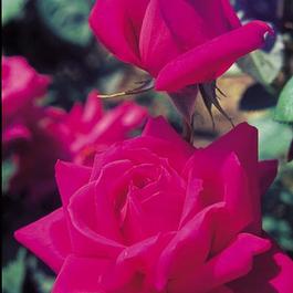 Bare Root Roses - 1,000+ Bare Root Roses Available - Regan Nursery