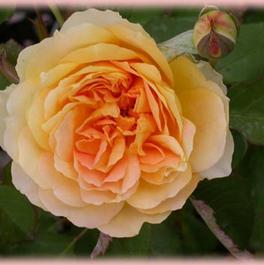 Bare Root Roses - 1,000+ Bare Root Roses Available - Regan Nursery