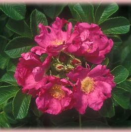 Hybrid Rugosa Roses from Regan Nursery - Largest Selection of Bare Root ...
