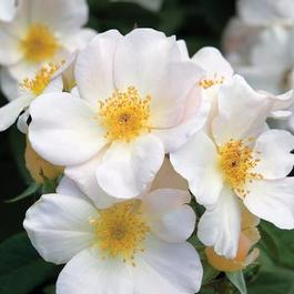 Bare Root Roses - 1,000+ Bare Root Roses Available - Regan Nursery