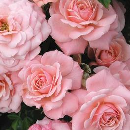 Bare Root Roses - 1,000+ Bare Root Roses Available - Regan Nursery