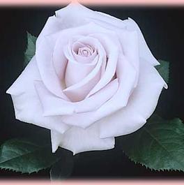 Bare Root Roses - 1,000+ Bare Root Roses Available - Regan Nursery