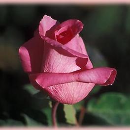 Bare Root Roses - 1,000+ Bare Root Roses Available - Regan Nursery