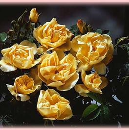 Hybrid Rugosa Roses from Regan Nursery - Largest Selection of Bare Root ...