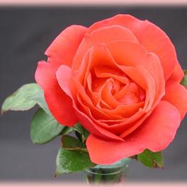 Hybrid Tea Roses from Regan Nursery - Largest Selection of Bare Root ...