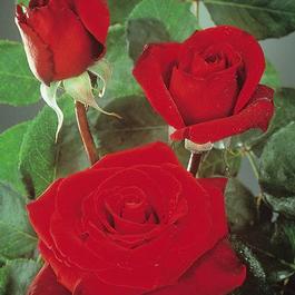 Bare Root Roses - 1,000+ Bare Root Roses Available - Regan Nursery