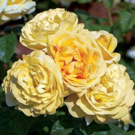 Bare Root Roses - 1,000+ Bare Root Roses Available - Regan Nursery