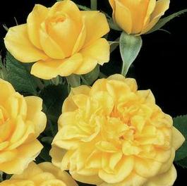 Bare Root Roses - 1,000+ Bare Root Roses Available - Regan Nursery