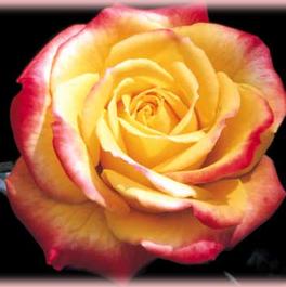 Bare Root Roses - 1,000+ Bare Root Roses Available - Regan Nursery