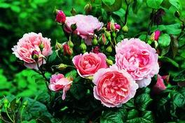 Bare Root Roses - 1,000+ Bare Root Roses Available - Regan Nursery