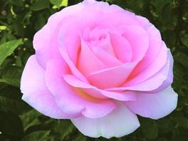 Bare Root Roses - 1,000+ Bare Root Roses Available - Regan Nursery