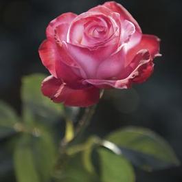 Hybrid Tea Roses from Regan Nursery - Largest Selection of Bare Root ...