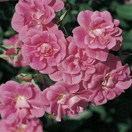 Bare Root Roses - 1,000+ Bare Root Roses Available - Regan Nursery