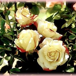Hybrid Tea Roses from Regan Nursery - Largest Selection of Bare Root ...