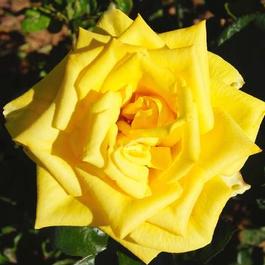 Hybrid Tea Roses from Regan Nursery - Largest Selection of Bare Root ...