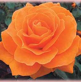 Bare Root Roses - 1,000+ Bare Root Roses Available - Regan Nursery