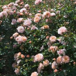 Bare Root Roses - 1,000+ Bare Root Roses Available - Regan Nursery